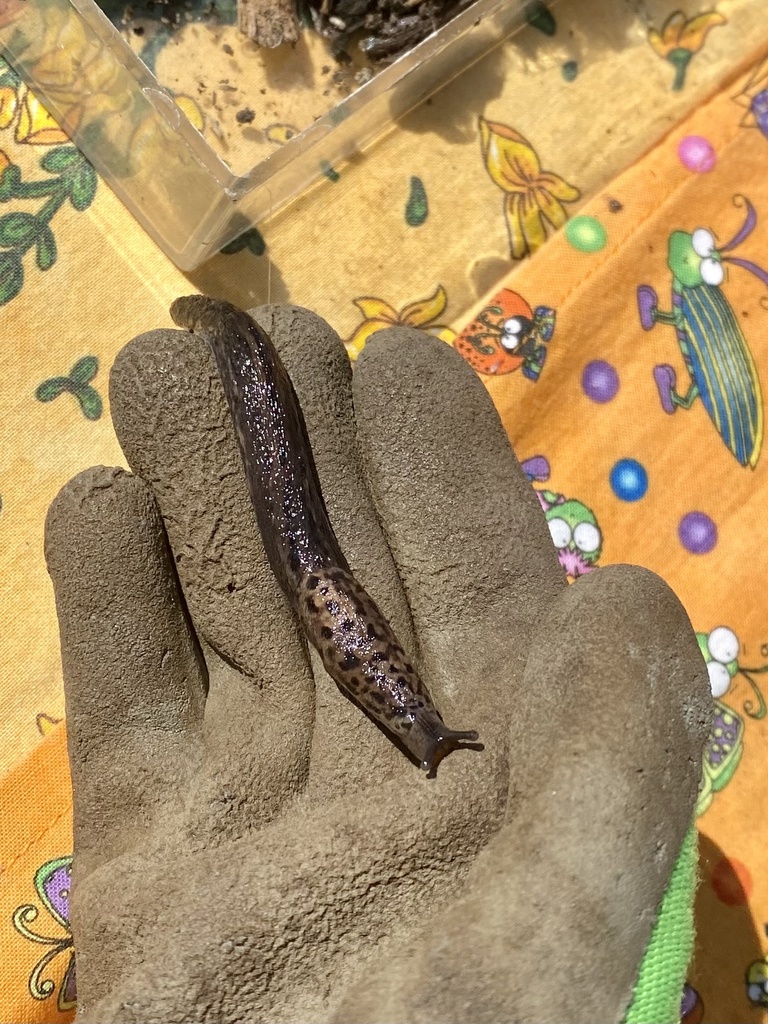 Leopard Slug from SE 197th Pl, Vancouver, WA, US on April 14, 2023 at ...