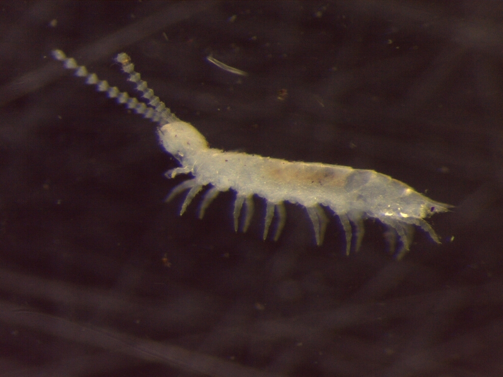 Symphylans from Greenhouse, Houston, TX 77005, USA on April 15, 2023 by ...