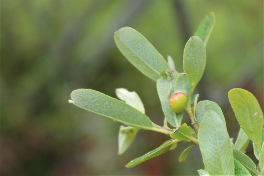 Willow Apple Gall Sawfly from Muir Beach, CA, USA on April 10, 2023 at ...