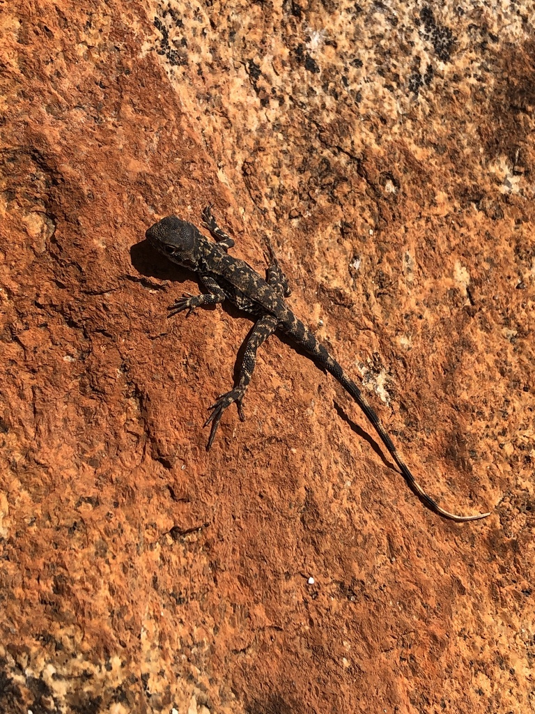 Ornate Crevice-dragon from Goldfields Woodlands National Park, Victoria ...