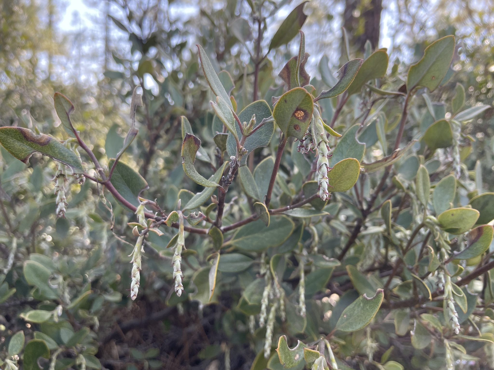 Garrya buxifolia A.Gray