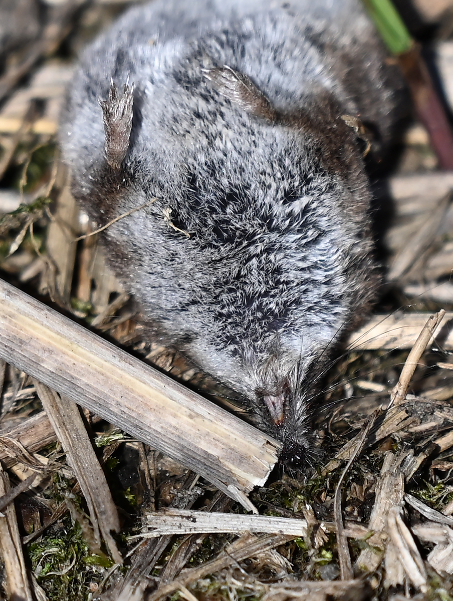 Sorex minutus Linnaeus, 1766