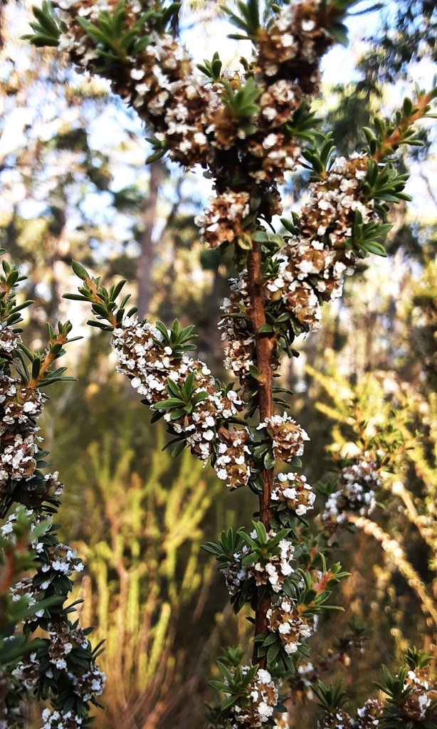 tea tree from Yoganup WA 6275, Australia on March 21, 2023 at 08:10 PM ...