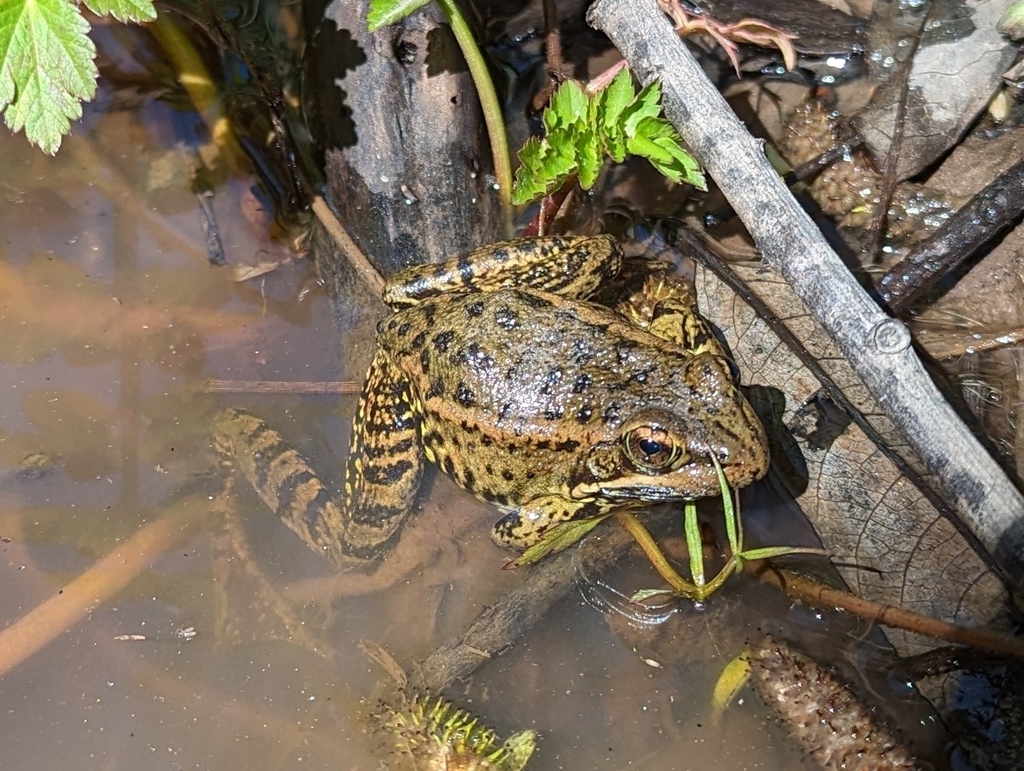 California Red-legged Frog in April 2023 by Samantha Hagler · iNaturalist