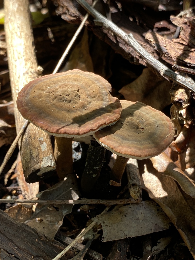 red-staining stalked polypore from Kogarah Fry's Reserve, Kogarah, NSW ...