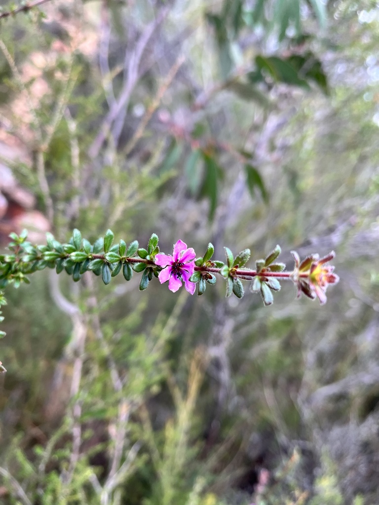 plants from Major Mitchell Plateau, Pomonal, VIC, AU on April 14, 2023 ...