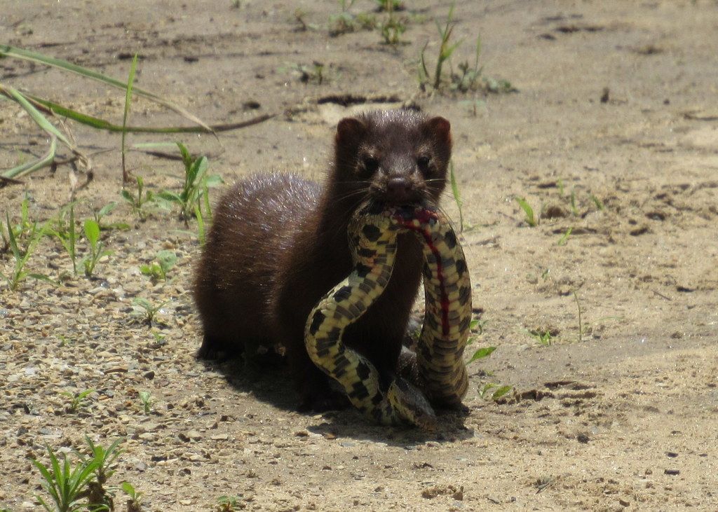 American Mink from Putnam County, IL, USA on June 25, 2018 at 01:16 PM ...