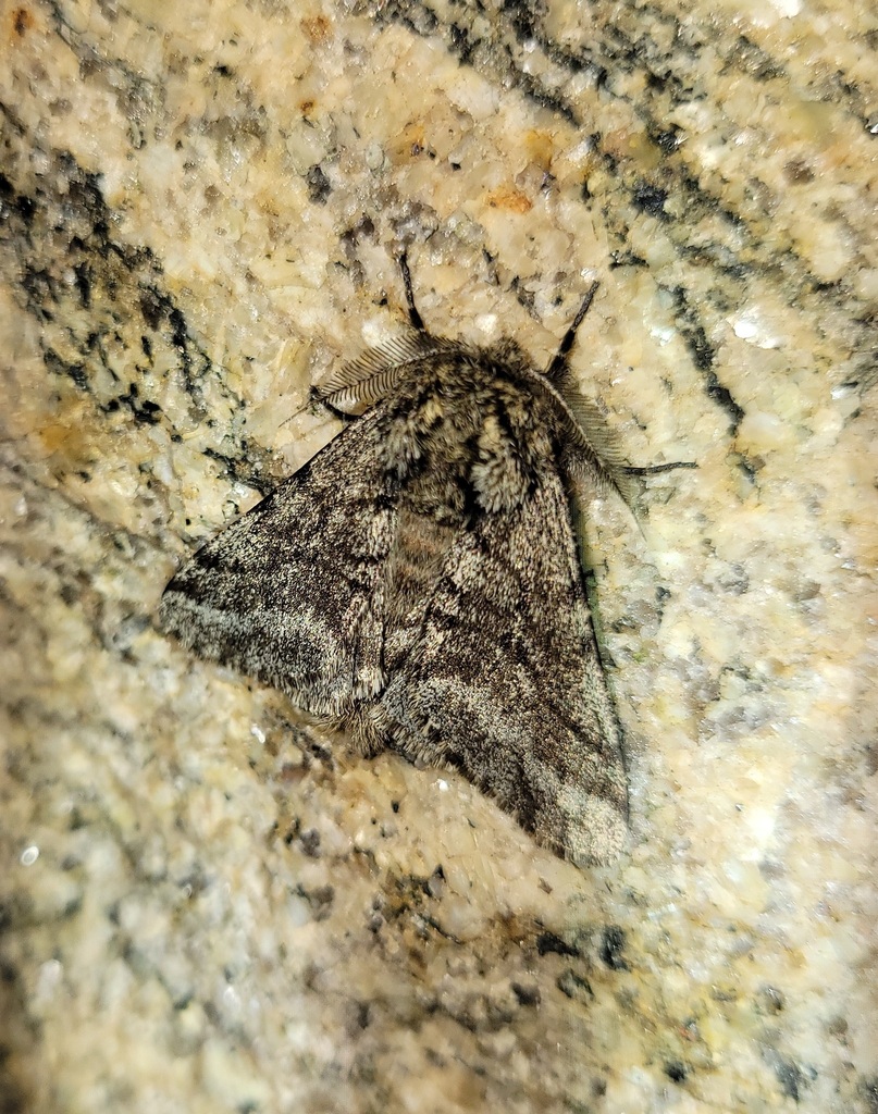 Stout Spanworm Moth from Ward Pound Ridge Reservation, Westchester ...