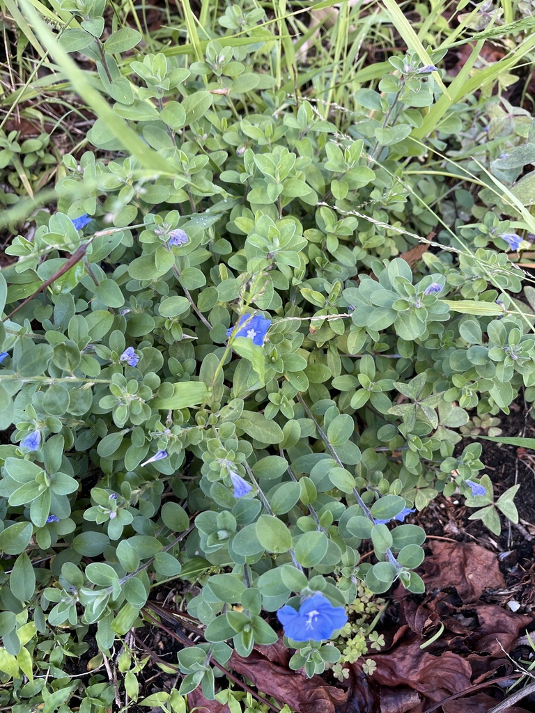 Blue daze from Lake Rd, Balcolyn, NSW, AU on April 14, 2023 at 12:26 PM ...