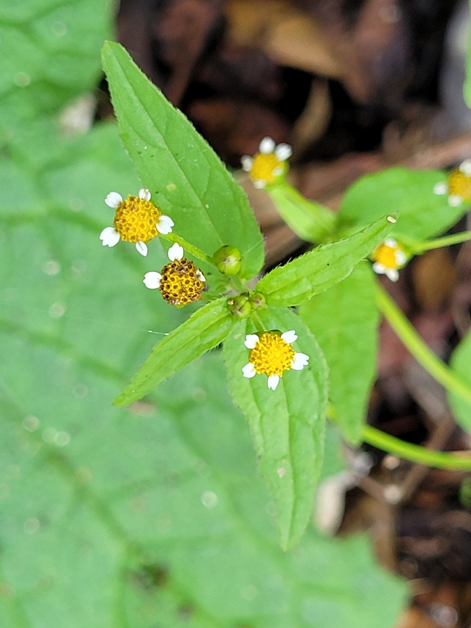 Galinsoga parviflora Cav.