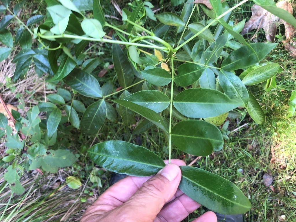 Arsenic Bush from Tregony QLD 4370, Australia on April 15, 2023 at 09: ...