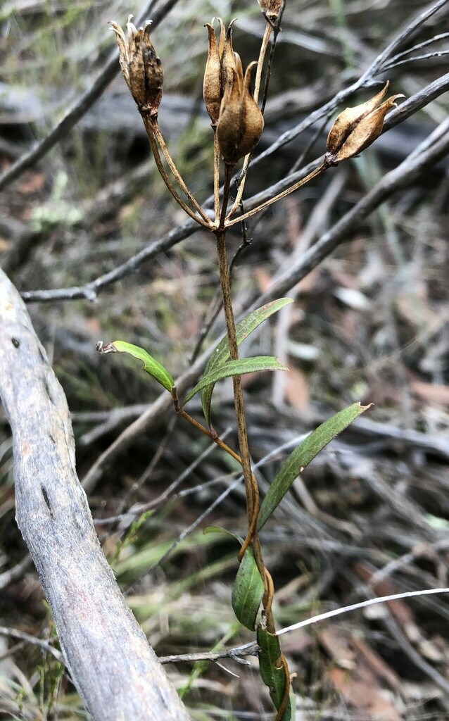 sweet apple-berry from Mount Monster SA 5267, Australia on April 15 ...