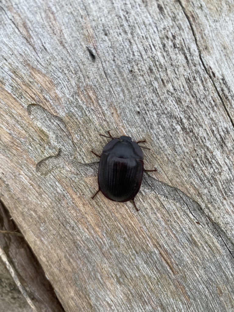 Heleina from Cooneys Creek, NSW, AU on April 15, 2023 at 05:33 PM by ...