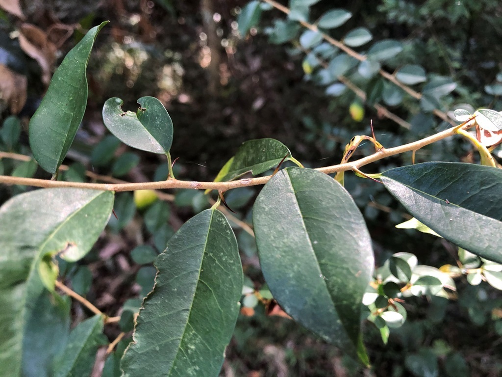 Cockspur Thorn from Tregony QLD 4370, Australia on April 15, 2023 at 09 ...