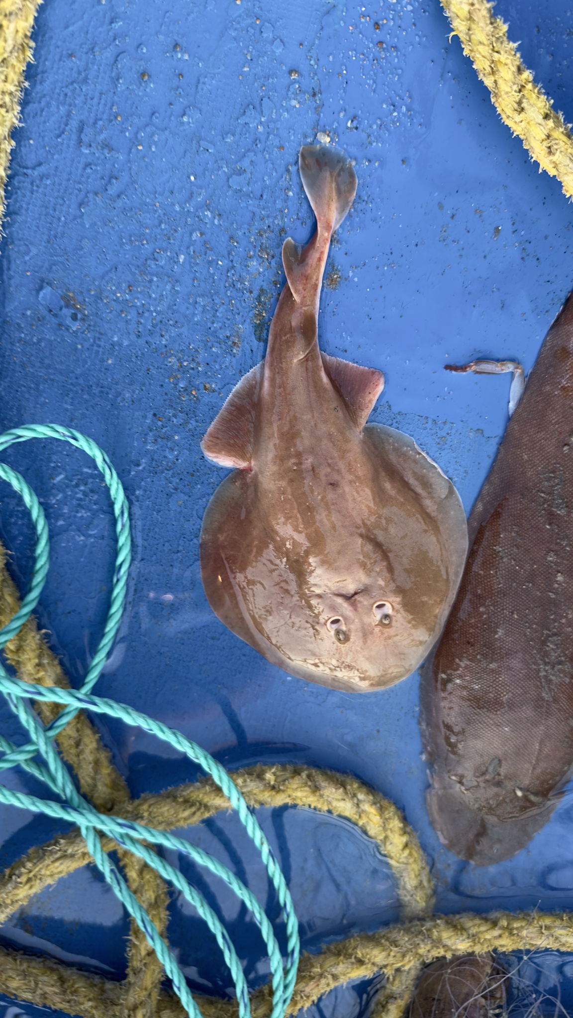 Narcine timlei (Bloch & Schneider, 1801)