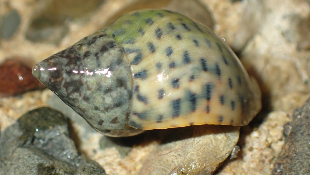 Spotted Whelk from Paihia, New Zealand on April 15, 2023 at 07:37 PM by ...