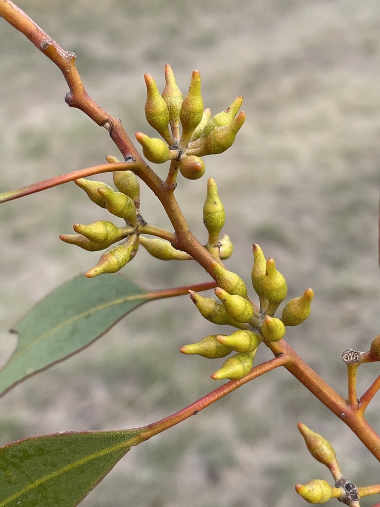 (Eucalyptus aspersa) - Botanical Realm
