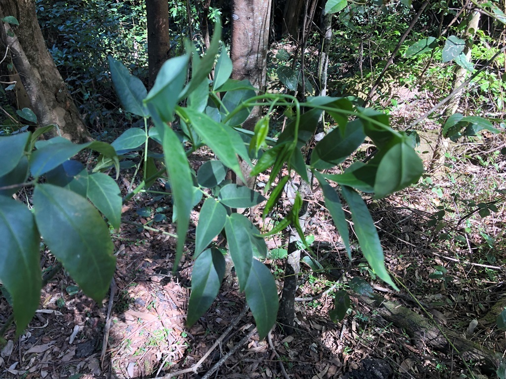 Arsenic Bush from Tregony QLD 4370, Australia on April 15, 2023 at 09: ...