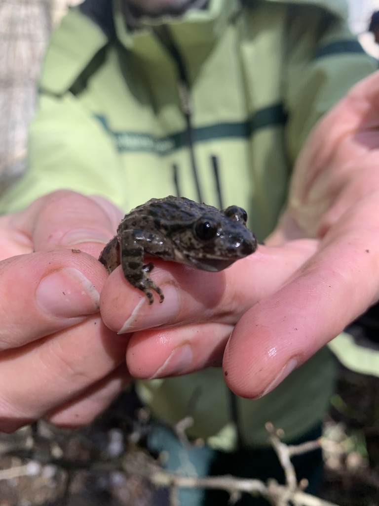 Common Parsley Frog from Lérouville, Grand Est, FR on April 12, 2023 at ...