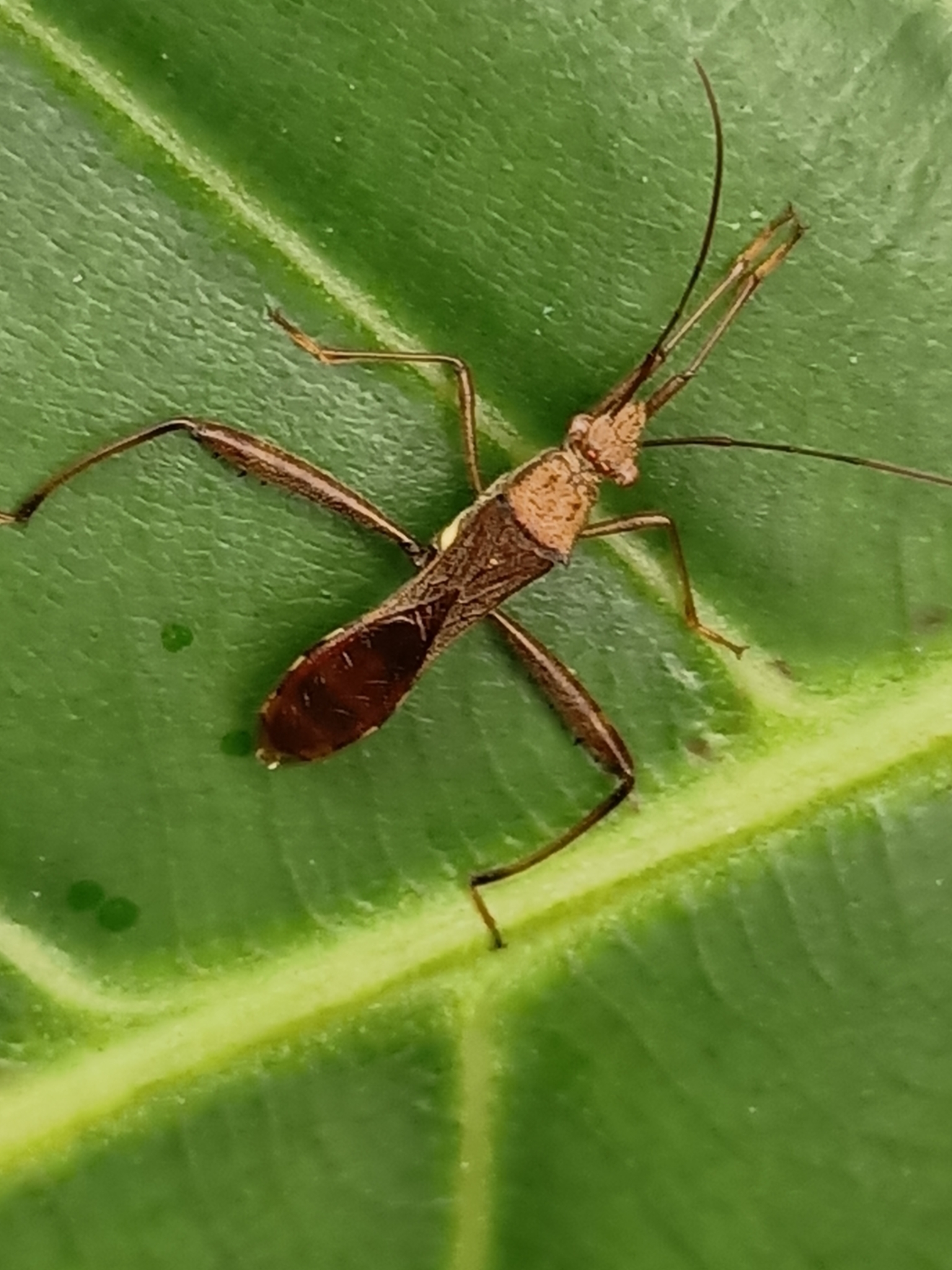 Riptortus linearis (Fabricius, 1775)