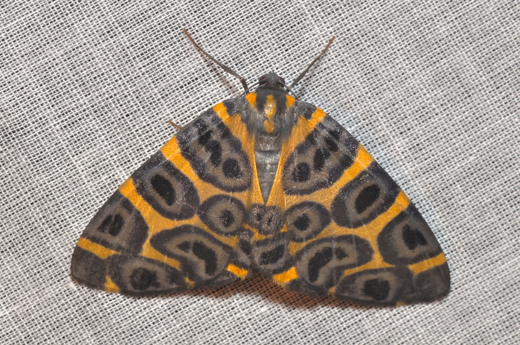 Pantherodes colubraria (Polillas de Jardín, Antioquia) · iNaturalist