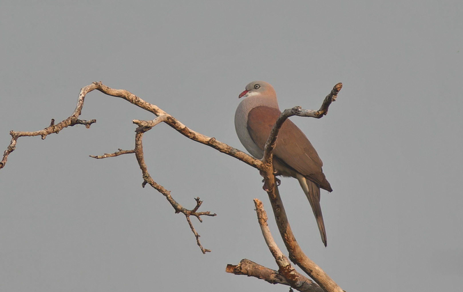 Ducula badia (Raffles, 1822)