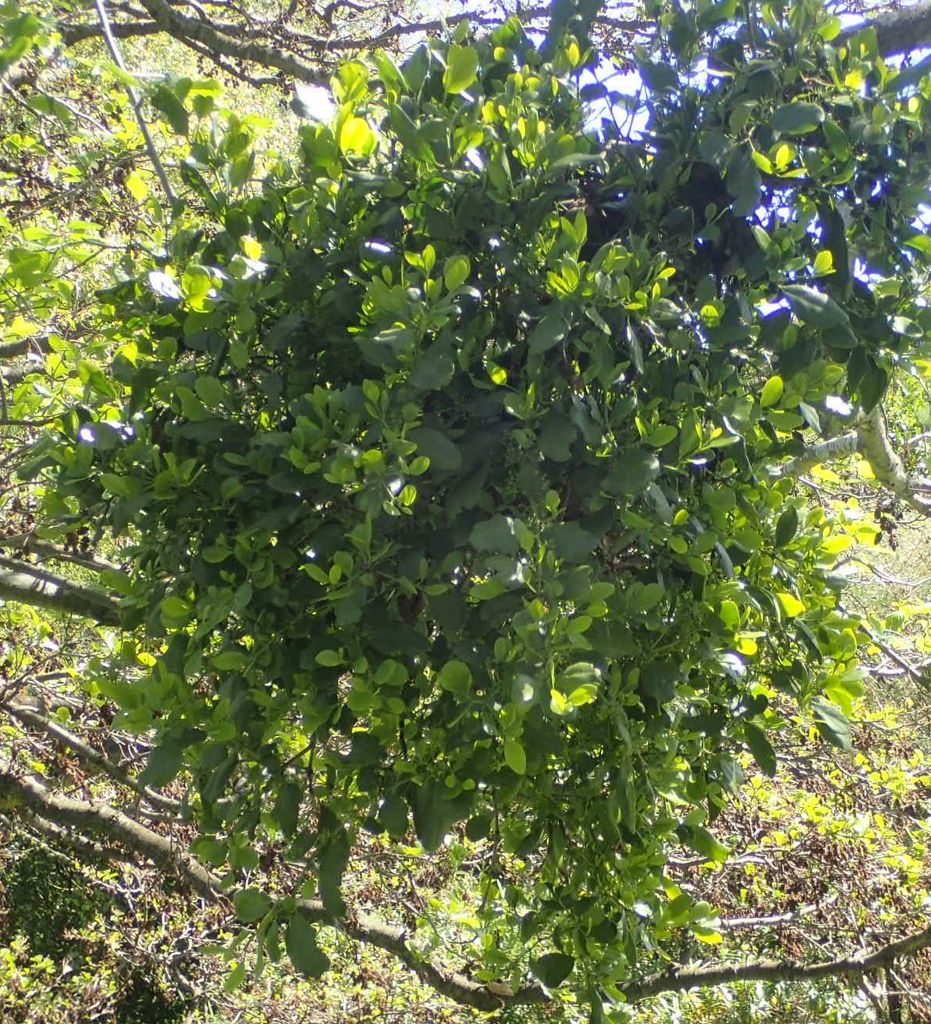 Green mistletoe in October 2018 by John Steel. On Alnus glutinosa in ...