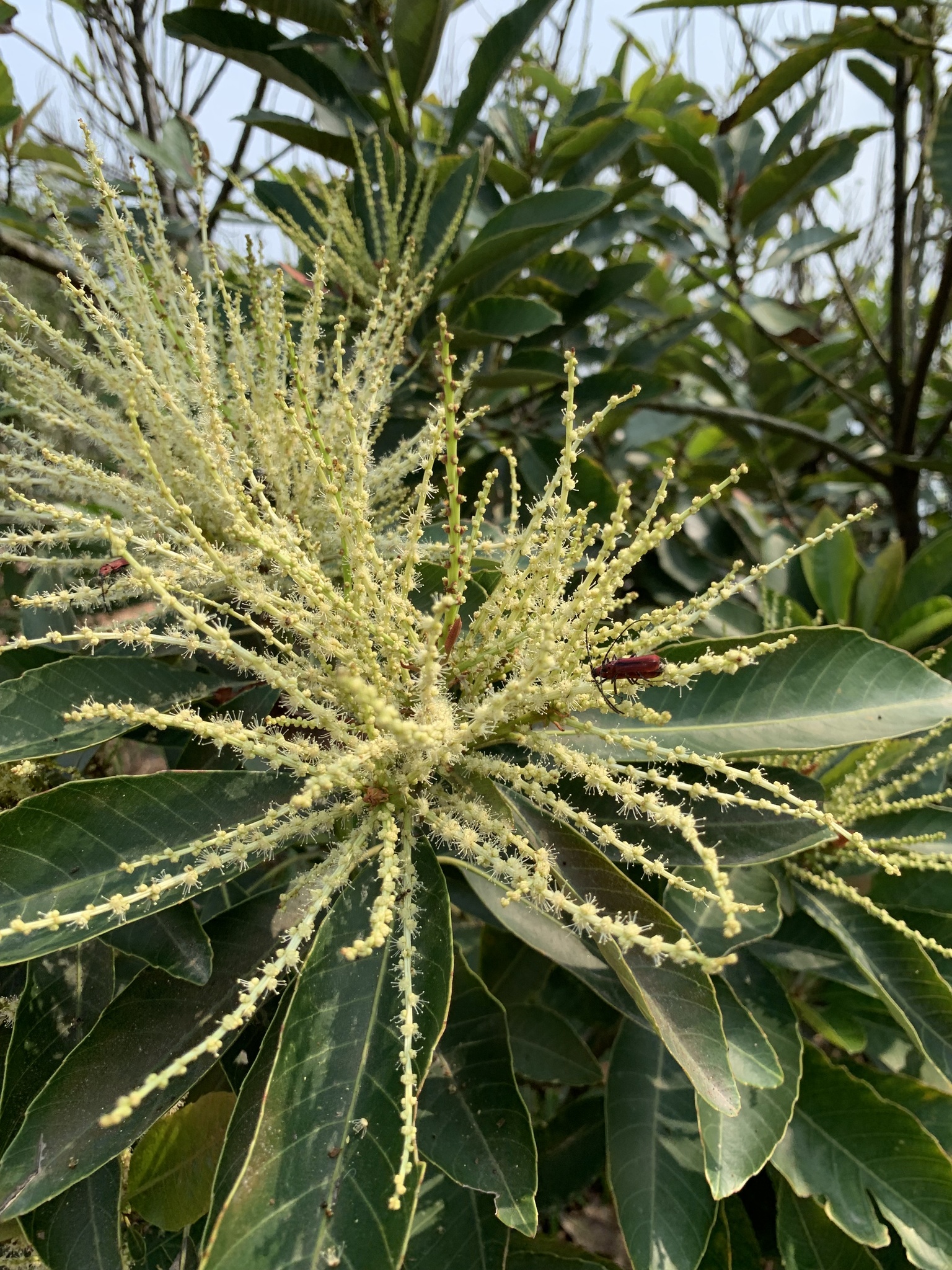 Castanopsis fissa (Champ. ex Benth.) Rehder & E.H.Wilson