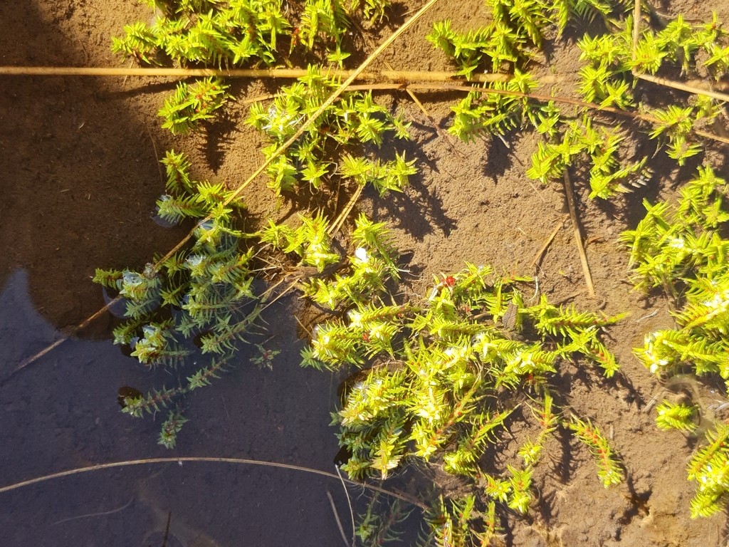 Aquatic pygmyweed from Merafong City Local Municipality, South Africa ...