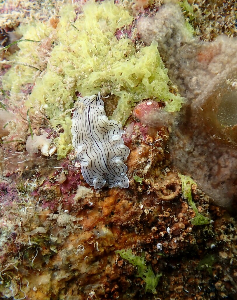 Clathrina clathrus from Ecrehous, Jersey on 03 October, 2022 at 04:31 ...