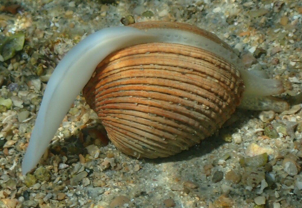 Warty Venus Clam from Ecrehous, Jersey on June 28, 2022 at 01:01 PM by ...