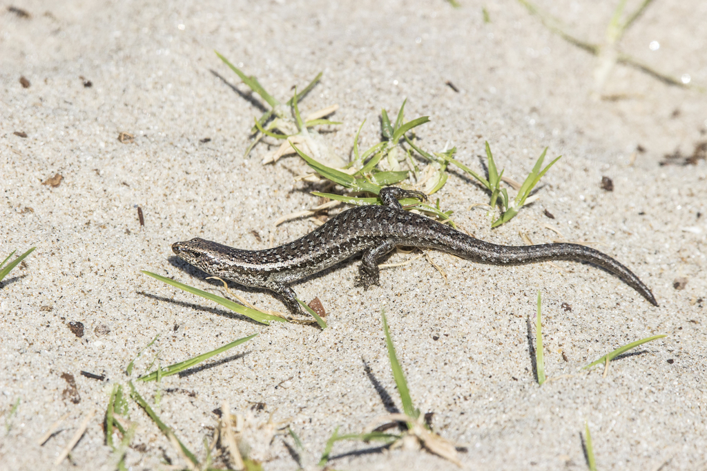 Shore Skink (Lizards of Aotearoa ) · iNaturalist