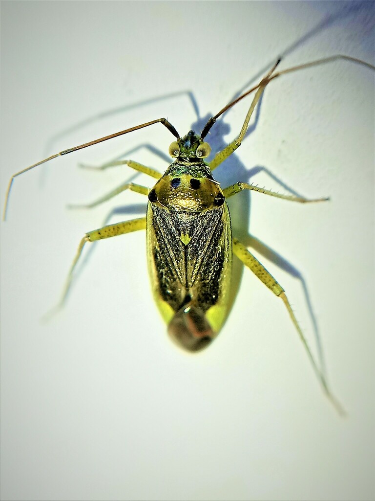 trivial plant bug from Ag. Varvara 123 51, Greece on April 15, 2023 at ...