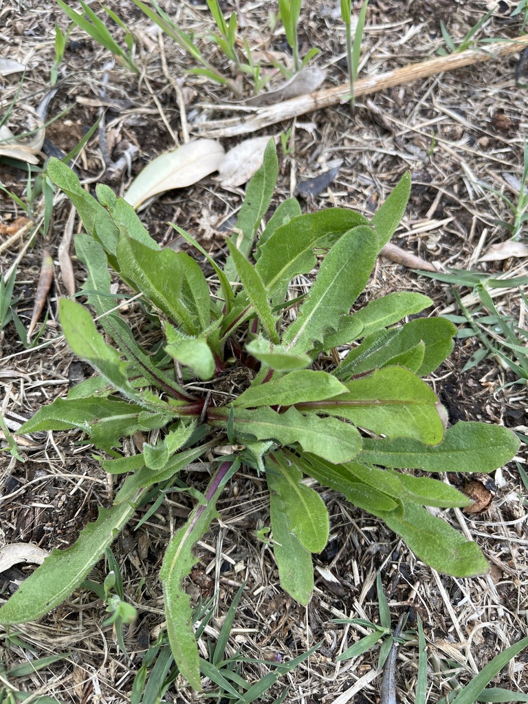 Beaked Hawksbeard from Sardegna, Quartu Sant'Elena, Sardegna, IT on ...