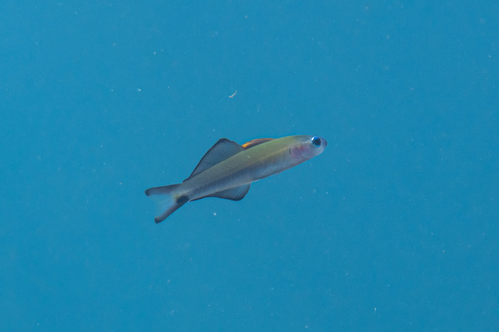Twotone Dartfish from Manly NSW 2095, Australia on April 15, 2023 at 12 ...