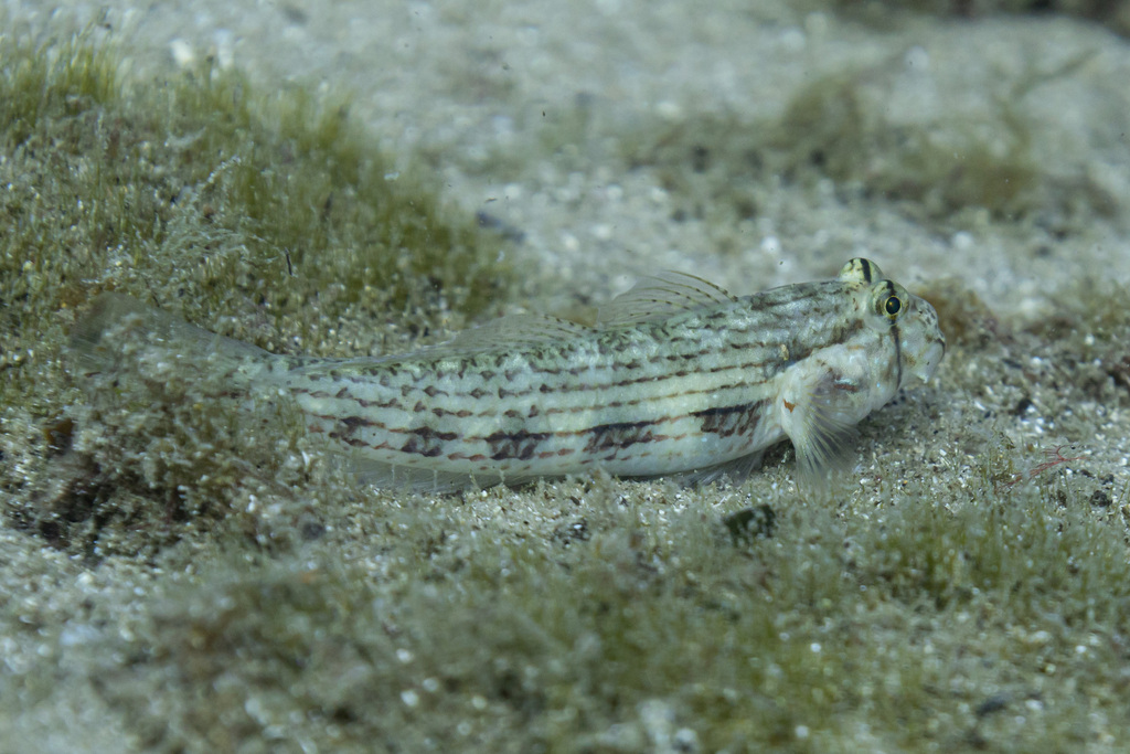 Shoulderspot Goby from Cabbage Tree Bay, AU-NS-MN, AU-NS, AU on April ...