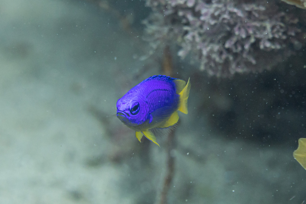 Neon Damselfish from Cabbage Tree Bay, AU-NS-MN, AU-NS, AU on April 15 ...