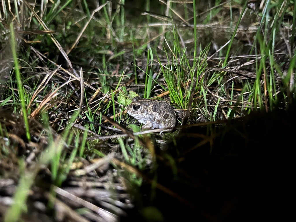 Trilling Frog from Wangaratta Common Nature Conservation Reserve ...