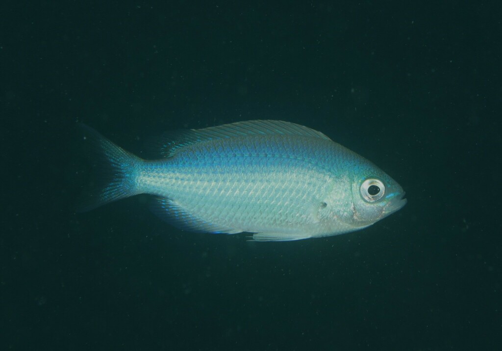 Gulf Damsel from Northern Beaches Council, NSW, Australia on April 15 ...
