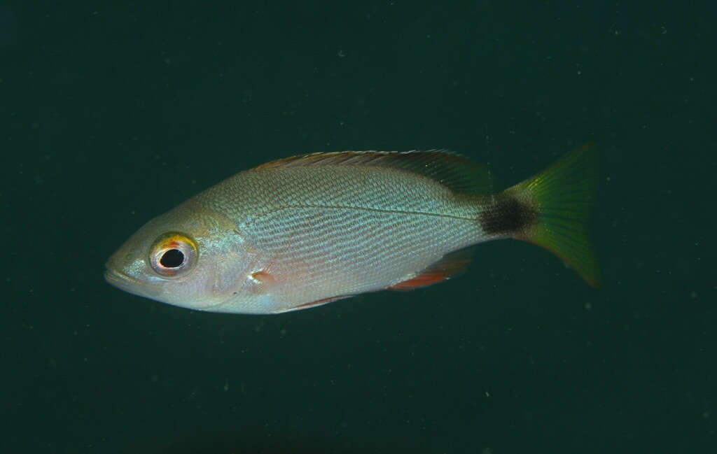 Humpback Snapper from Northern Beaches Council, NSW, Australia on April ...