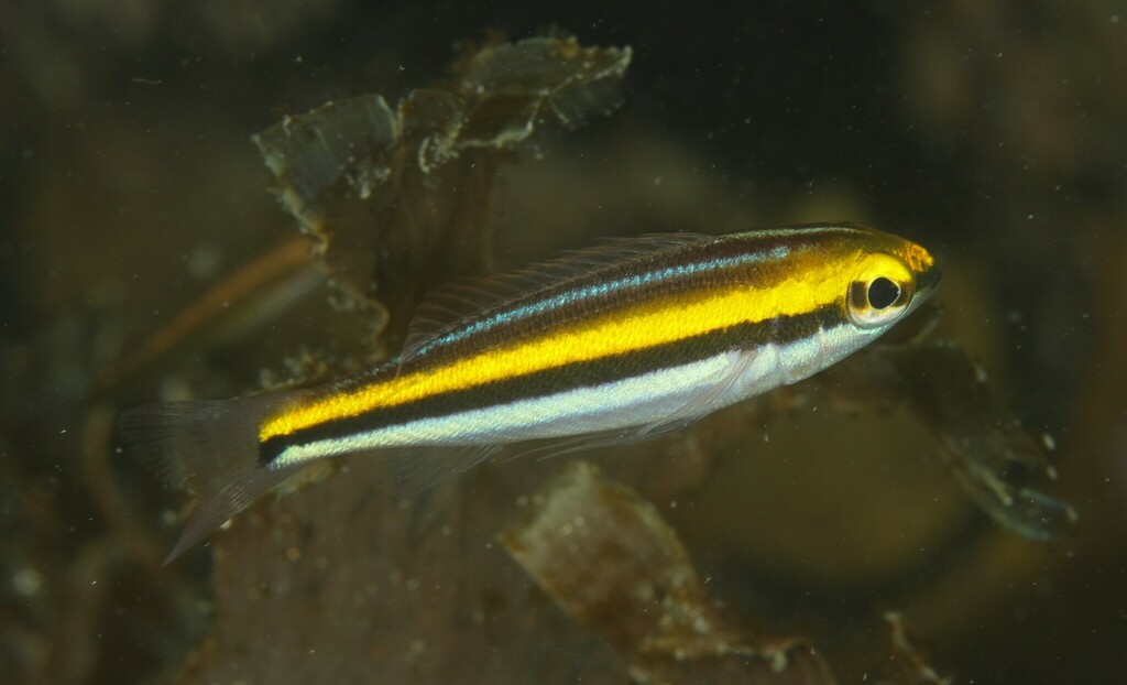 Paradise Threadfin Bream from Northern Beaches Council, NSW, Australia ...