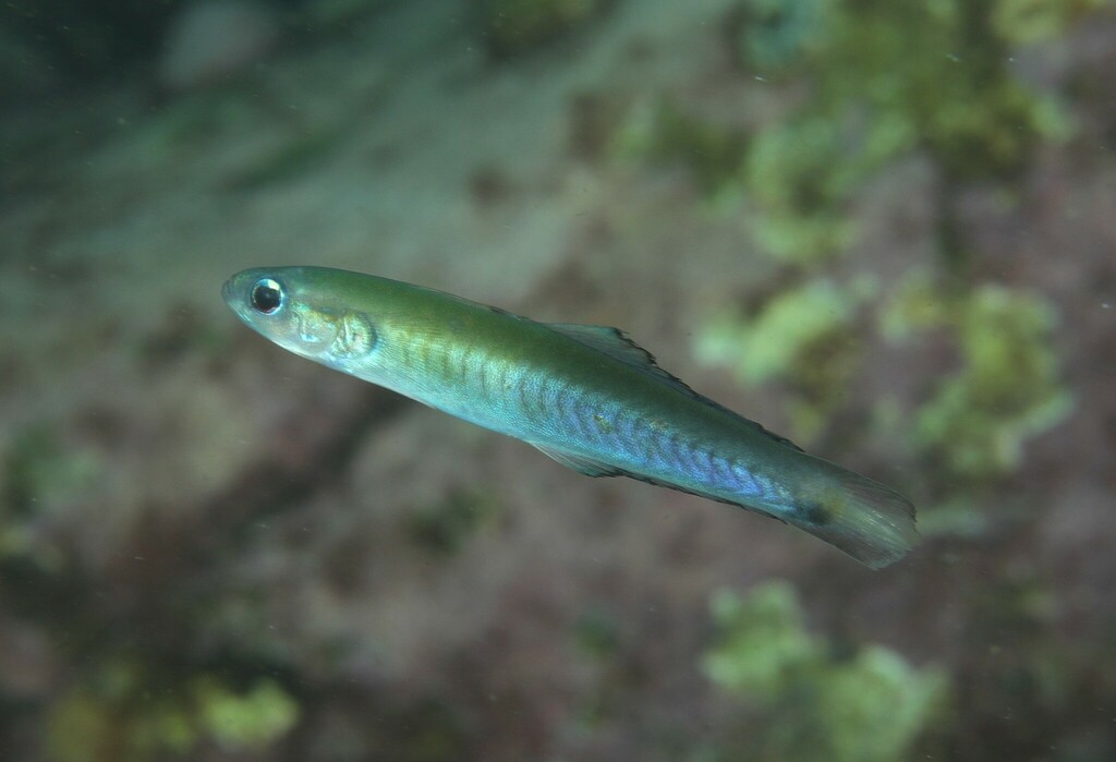 Twotone Dartfish from Northern Beaches Council, NSW, Australia on April ...