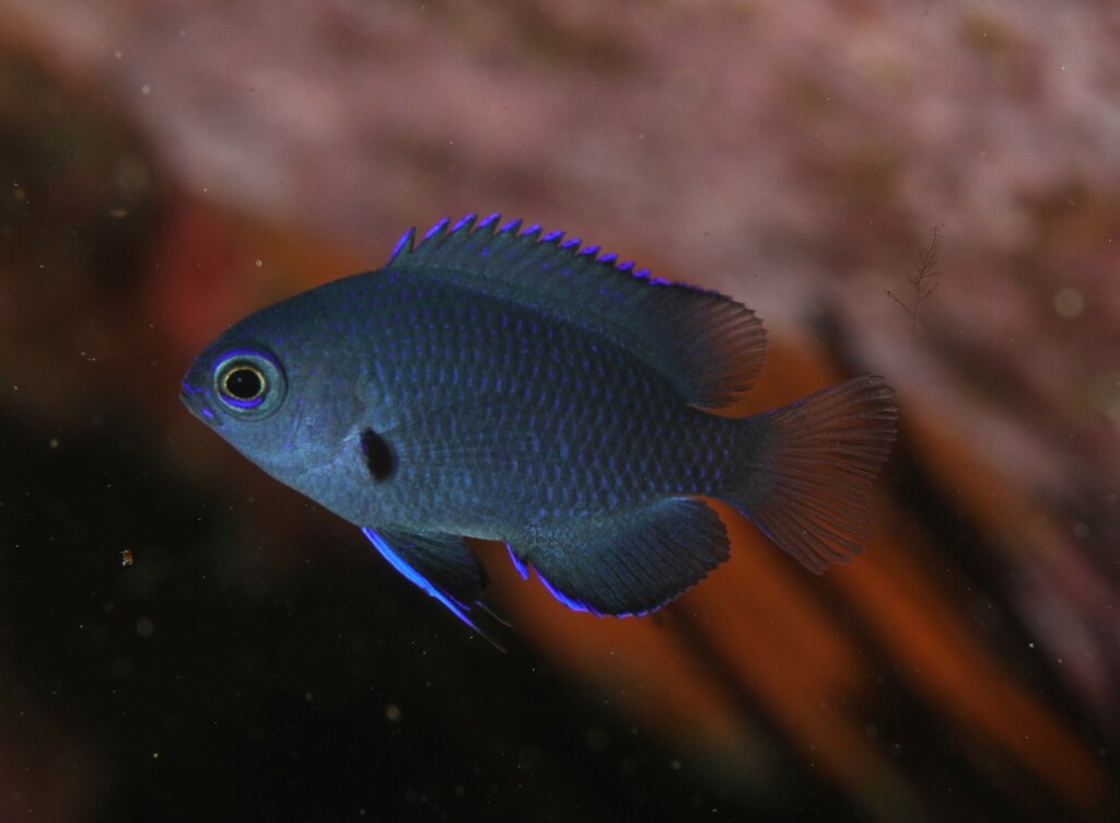 Australian Damsel from Northern Beaches Council, NSW, Australia on ...