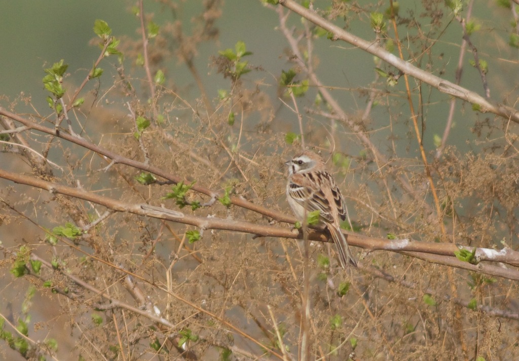 Rufous-backed Bunting in April 2023 by Terry Townshend · iNaturalist
