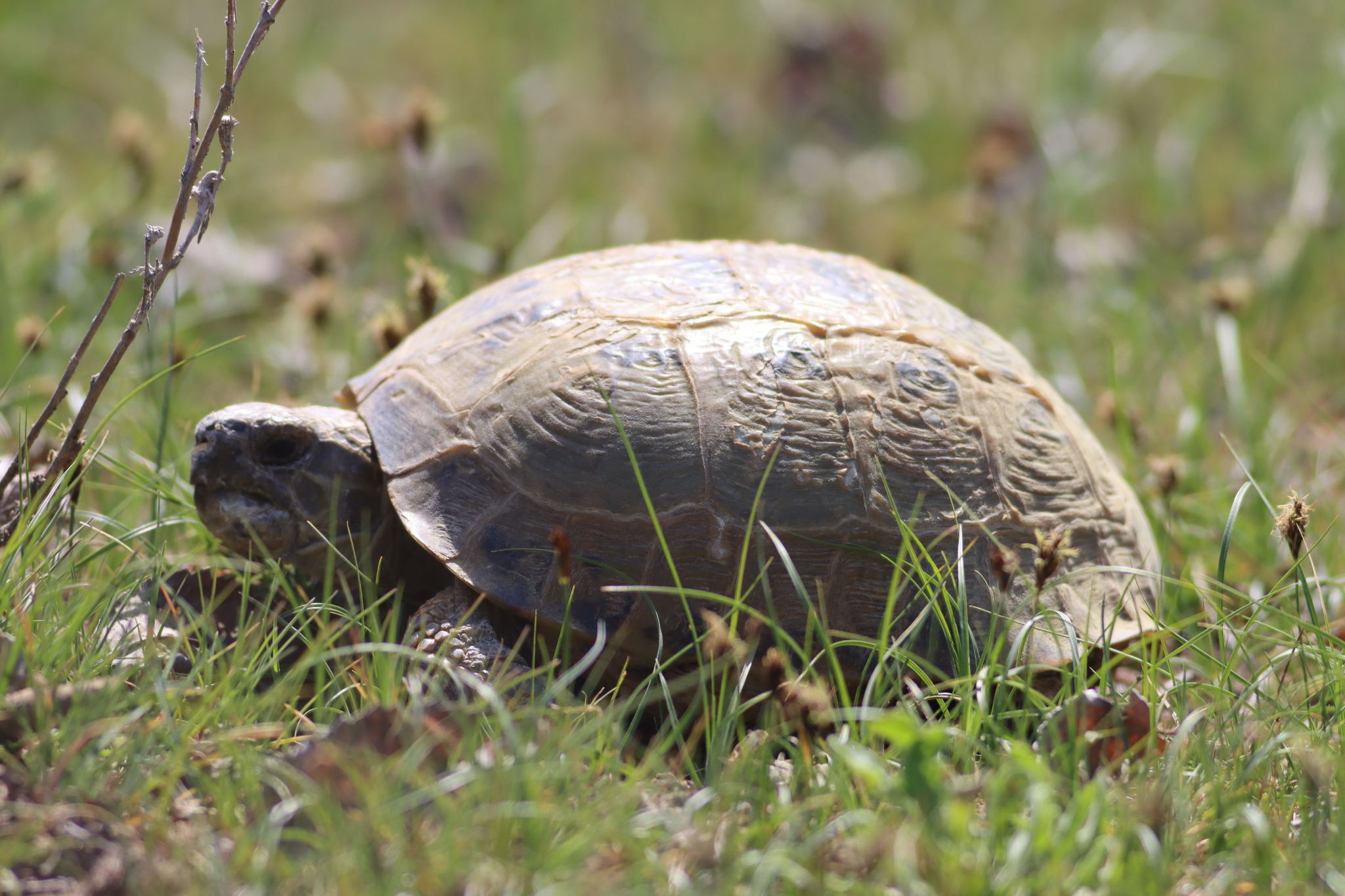 Testudo horsfieldii Gray, 1844