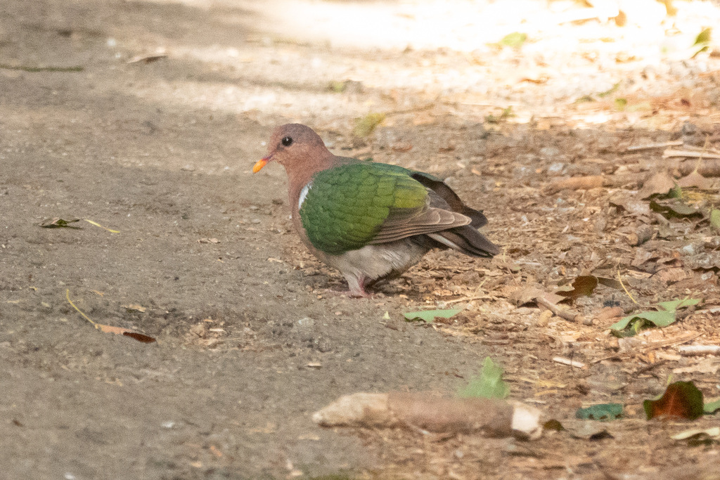 Pacific Emerald Dove from Norfolk Island on March 01, 2023 at 05:58 PM ...