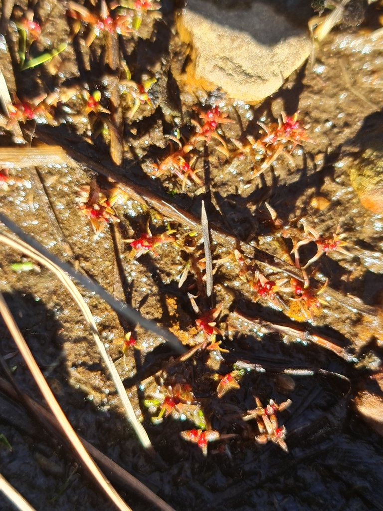 Helophytum from Merafong City Local Municipality, South Africa on April ...