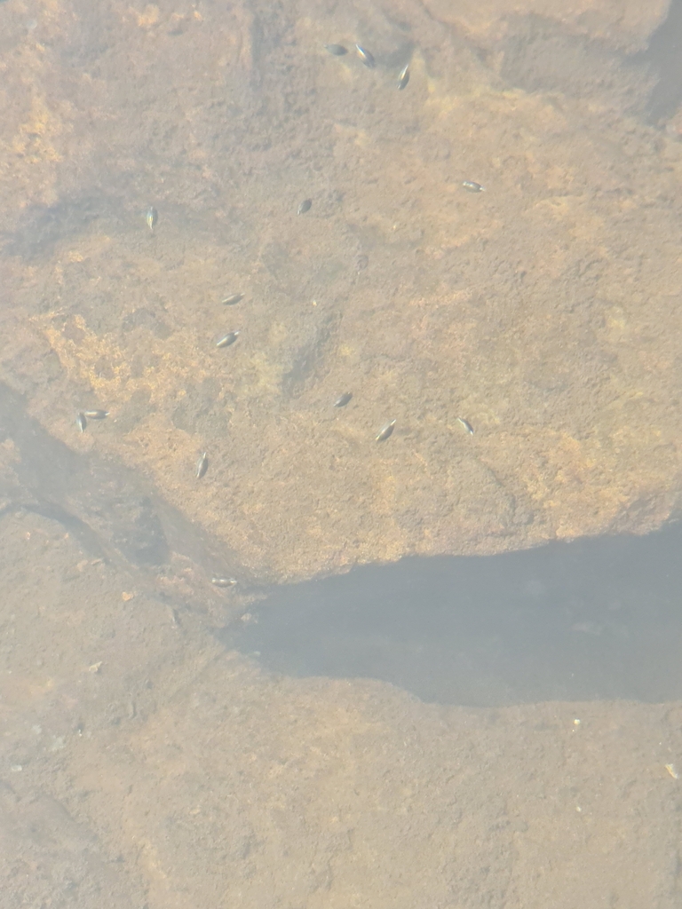 Gyrininae from Merafong City Local Municipality, South Africa on April ...