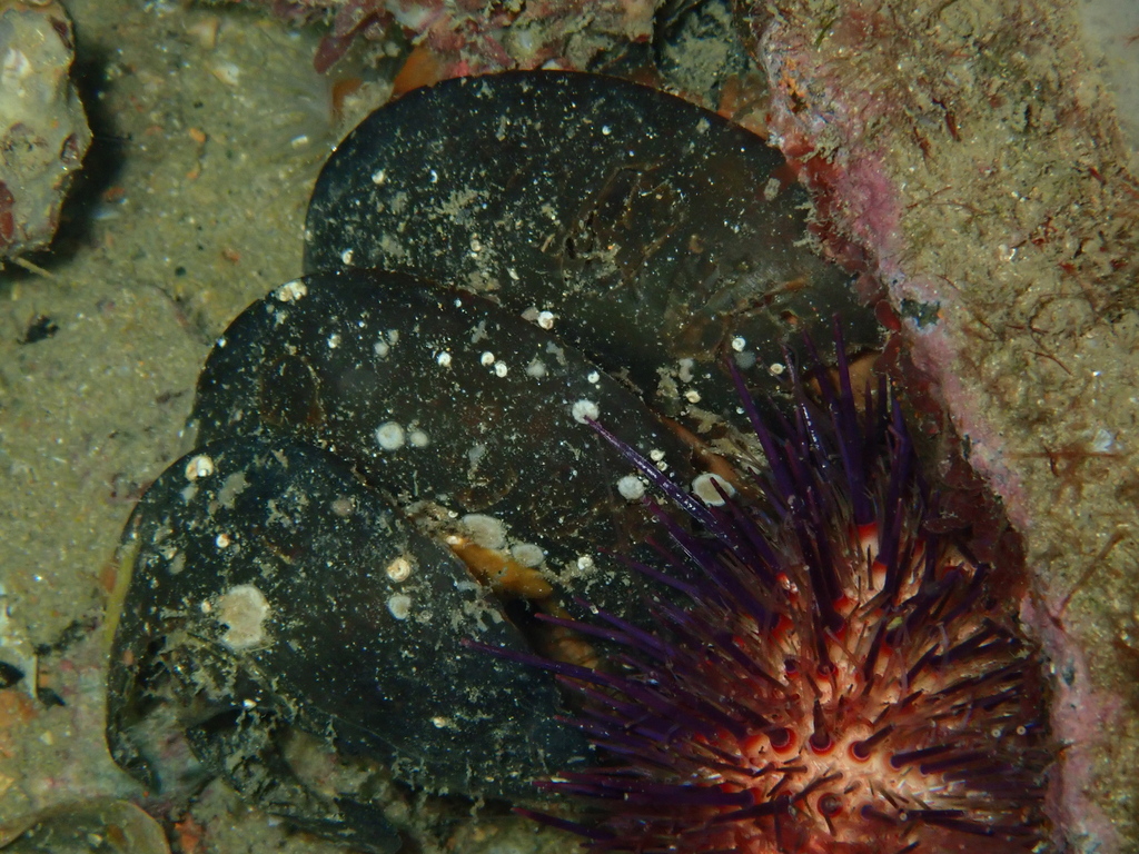 Port Jackson Shark from Hurricane wreck on April 13, 2023 at 08:39 PM ...