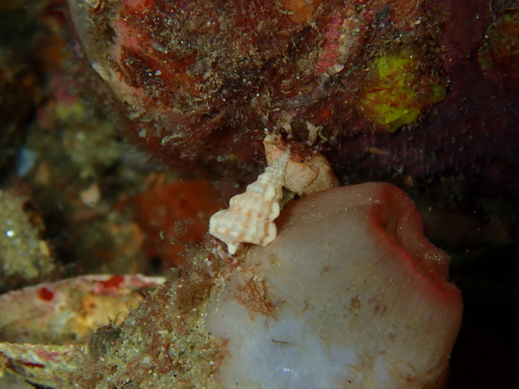 Plesiotrochus monachus from Hurricane wreck on April 13, 2023 at 09:11 PM by Nick Shaw · iNaturalist